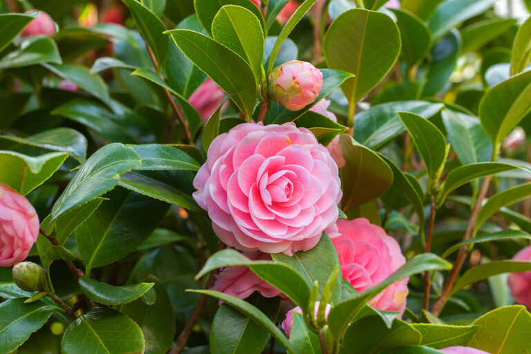 Camelia: elegancia y color para los jardines sombríos – Verónica Langé